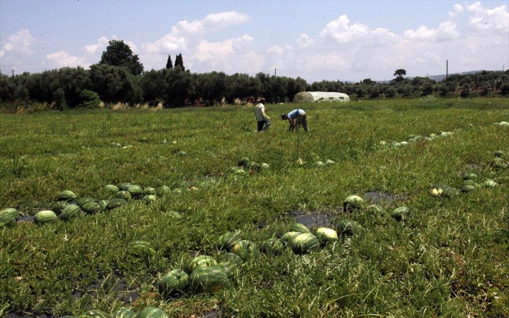 ΥπΑΑΤ: Σε ΦΕΚ οι συνδεδεμένες ενισχύσεις για τα σιτηρά - Στα 115 ευρώ ...